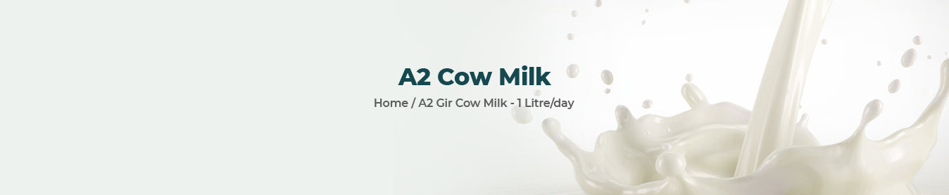 A2 Gir Cow Milk - 1 Litre/day | GIRORGANIC